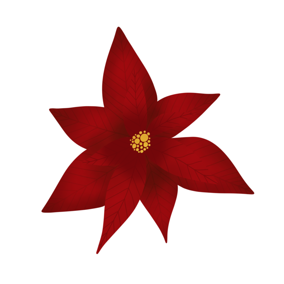 Ilustración Acuarela Flor De Pascua 13391494 Png