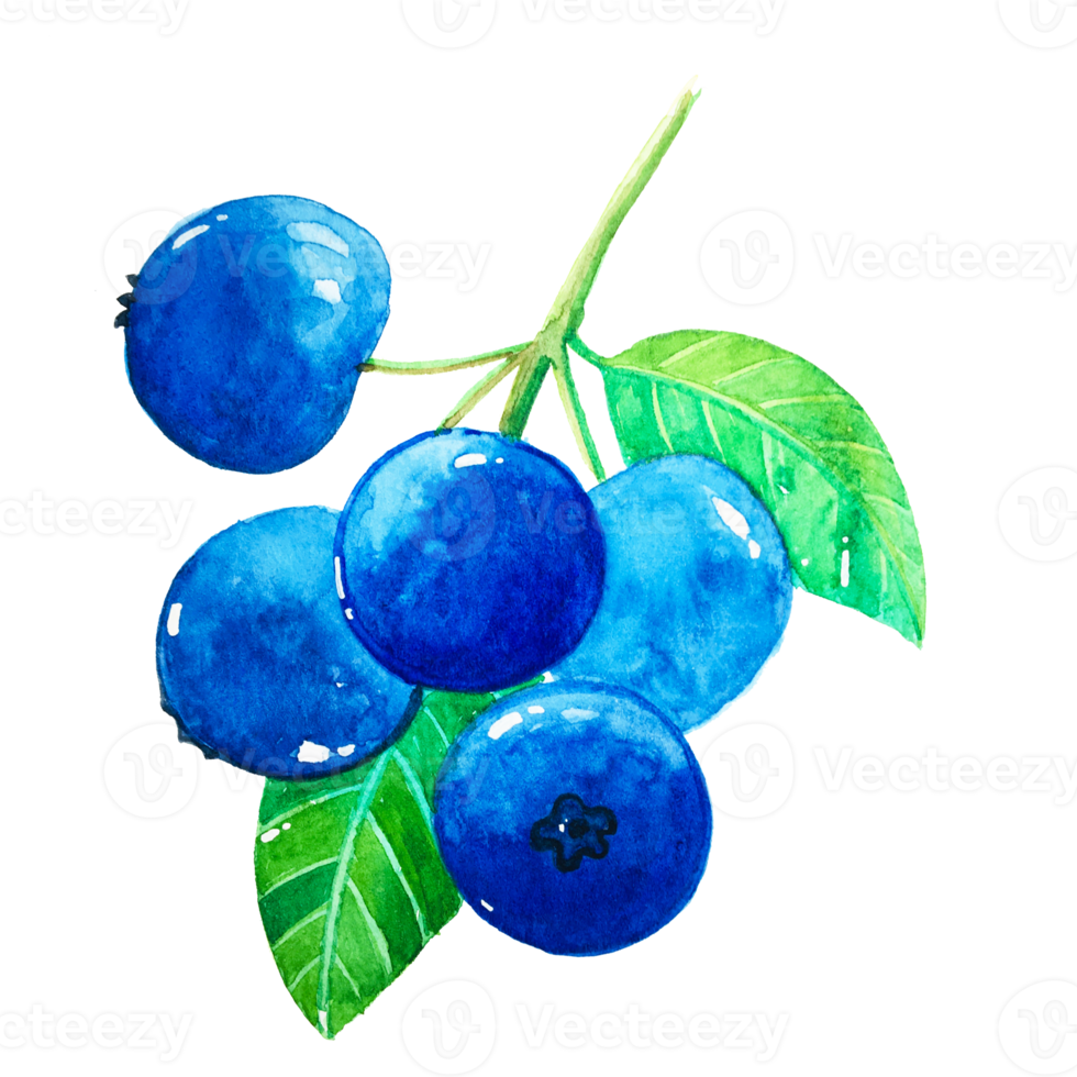 Watercolor blueberry fruit 13392195 PNG Watercolor blueberry fruit 13392195 PNG