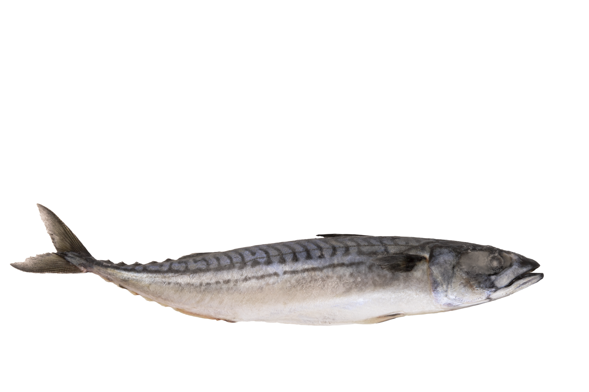 Mackerel fish fresh frozen, blue mackerel on a transparent isolated ... Mackerel fish fresh frozen, blue mackerel on a transparent isolated ...