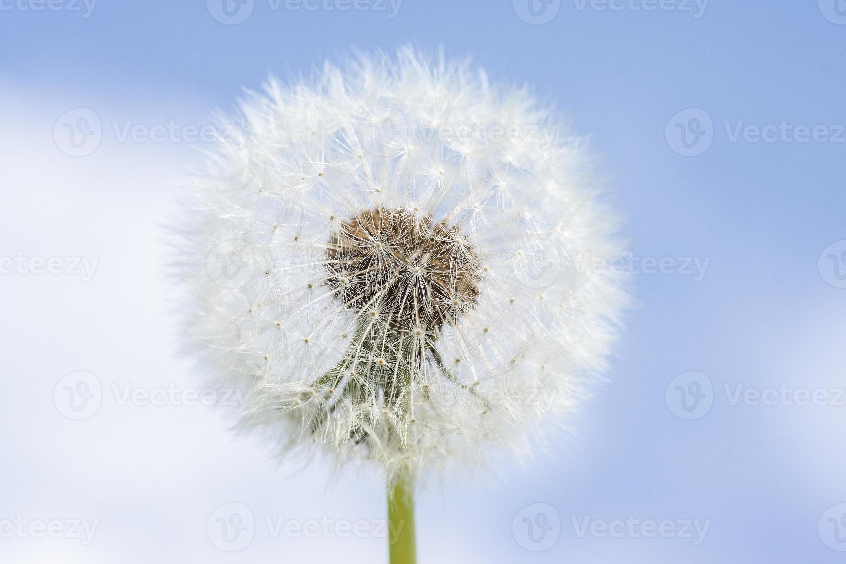 Dandelion seed pod in a beautiful background 13409960 Stock Photo at ...