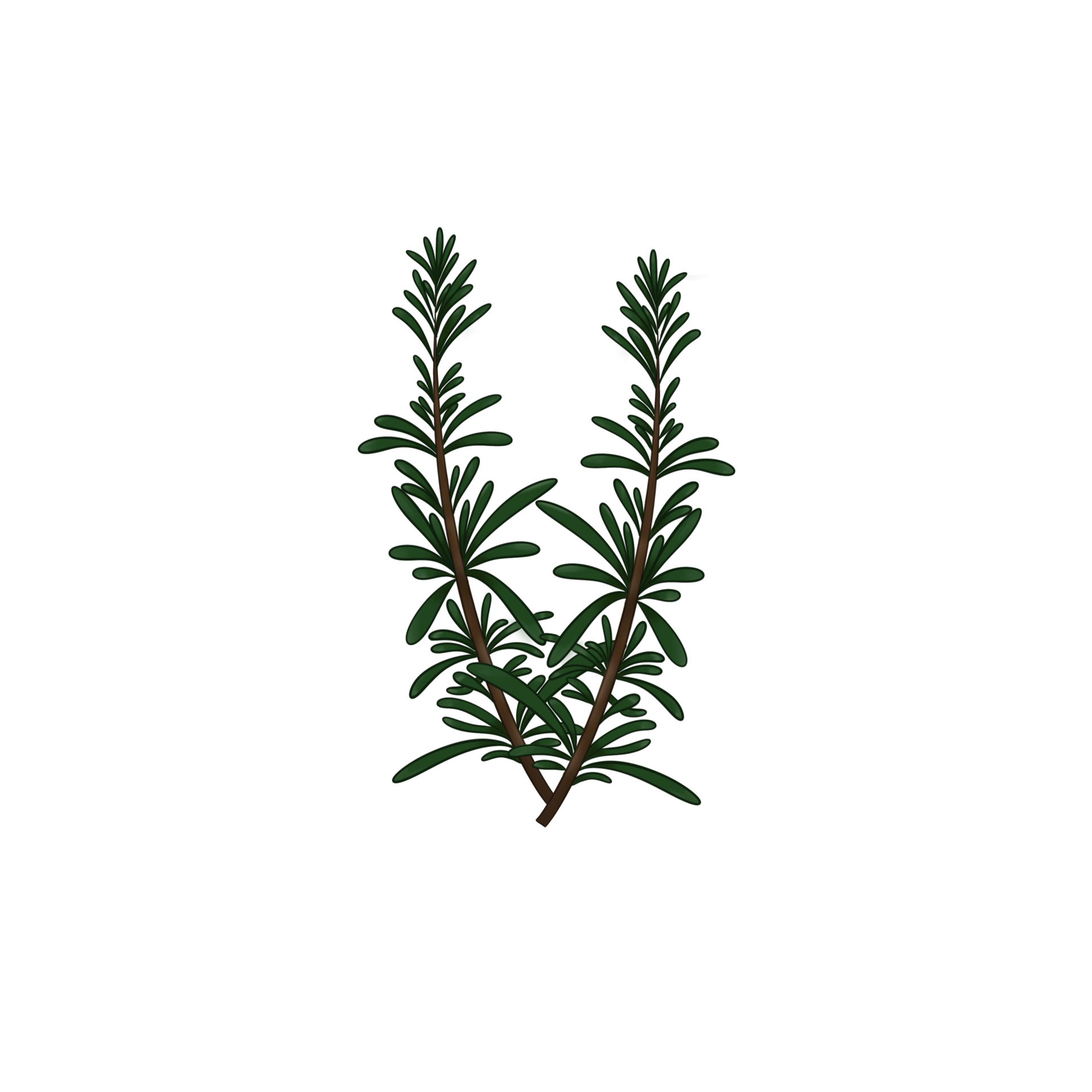 Rosemary Drawing Herbs 13442261 PNG rosemary-drawing-herbs-13442261-png