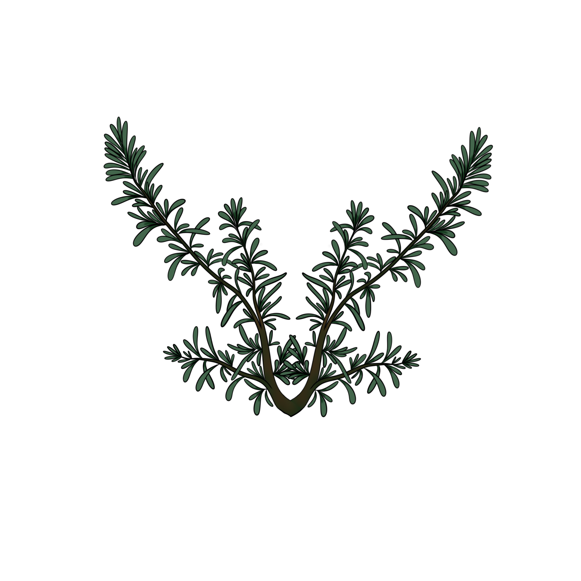 Green Rosemary Branches Herbs 13442262 Png