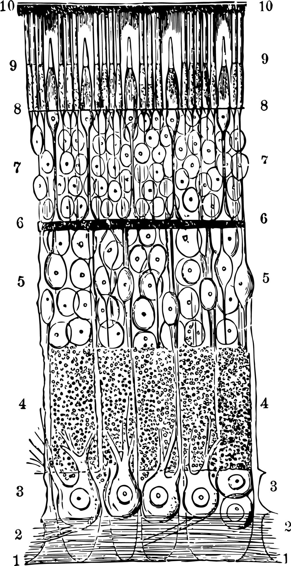 Section Of Retina Vintage Illustration Vector Art At Vecteezy