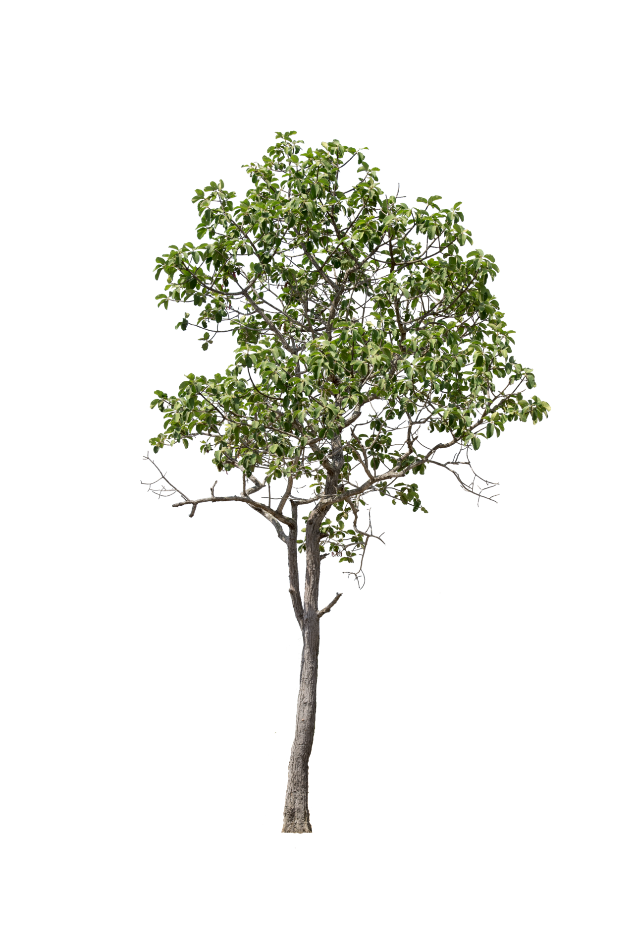 Green tree png 13472894 PNG