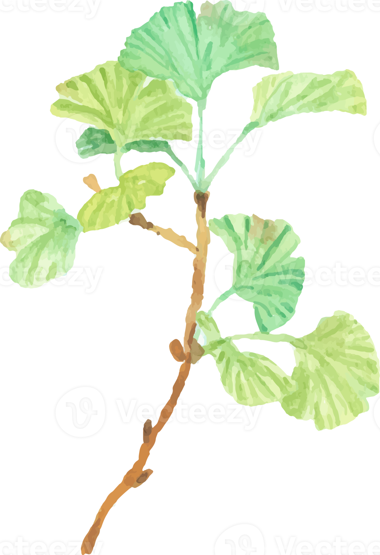 watercolor green ginkgo leaf branch 13473652 PNG watercolor green ginkgo leaf branch 13473652 PNG