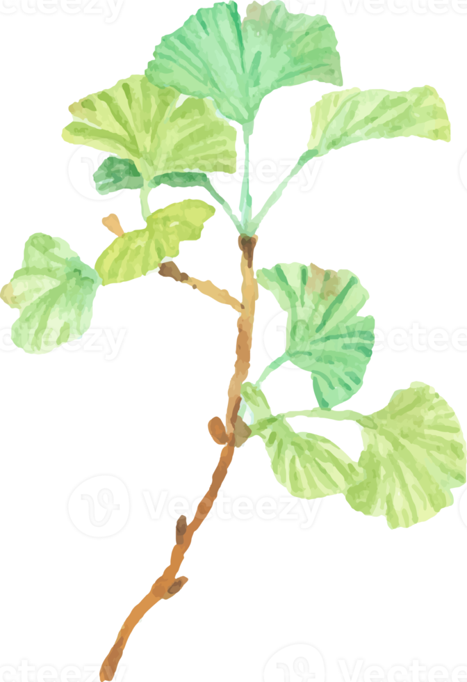 Watercolor Green Ginkgo Leaf Branch 13473652 Png