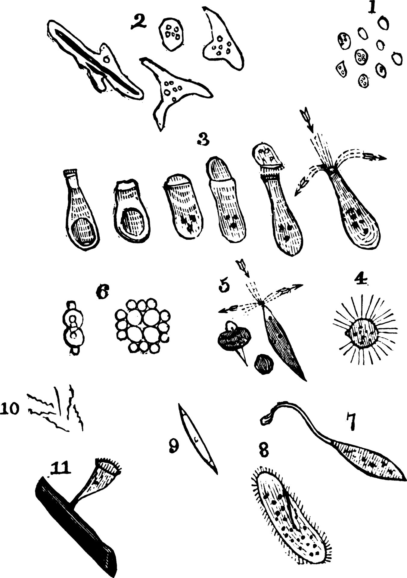 Formas De Los Animálculos Magnificados Ilustración Vintage 13475780 Vector En Vecteezy