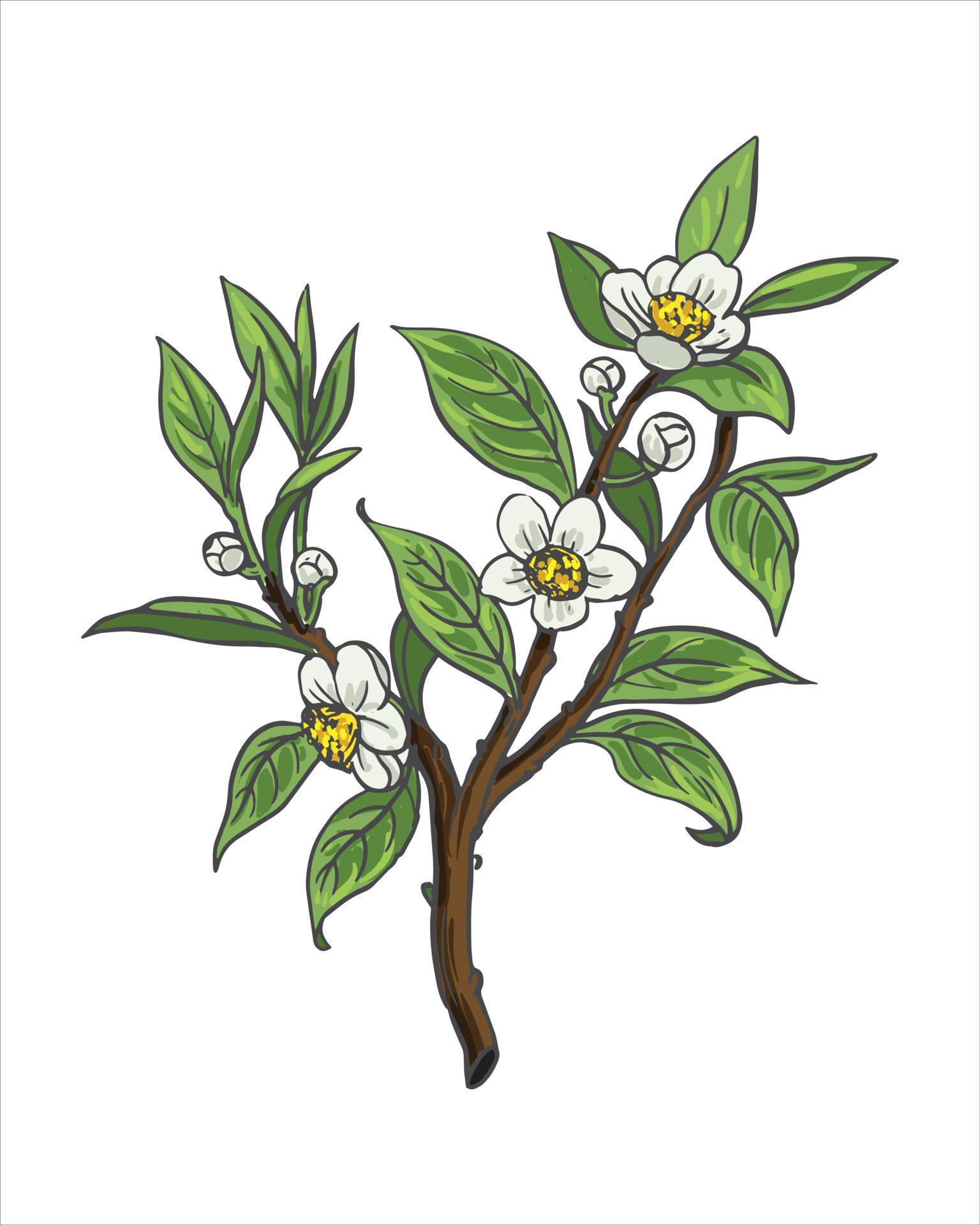 Vector branch with spring flowers. Realistic flower tree branch ...