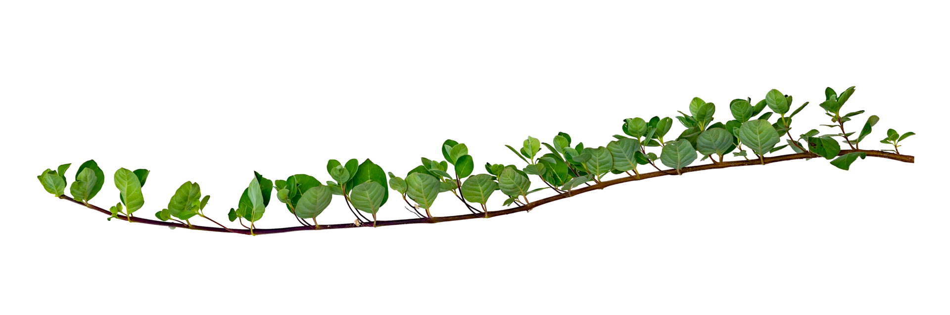 leaf vine Isolate on transparent background PNG file 13483462 PNG leaf vine Isolate on transparent background PNG file 13483462 PNG