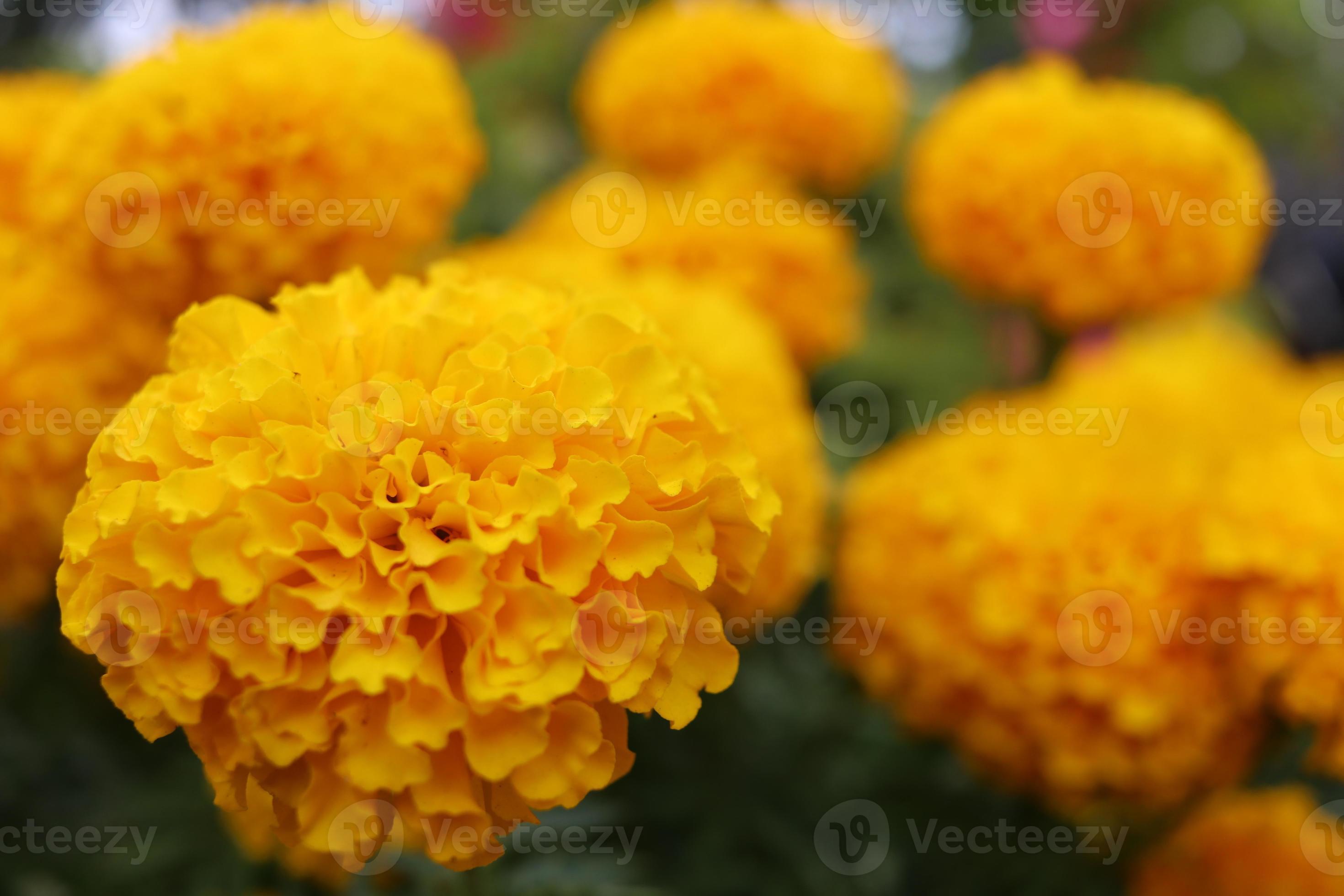 A Marygold flower on left blooming and blur background. Selective focus. 13484489 Stock Photo at ...