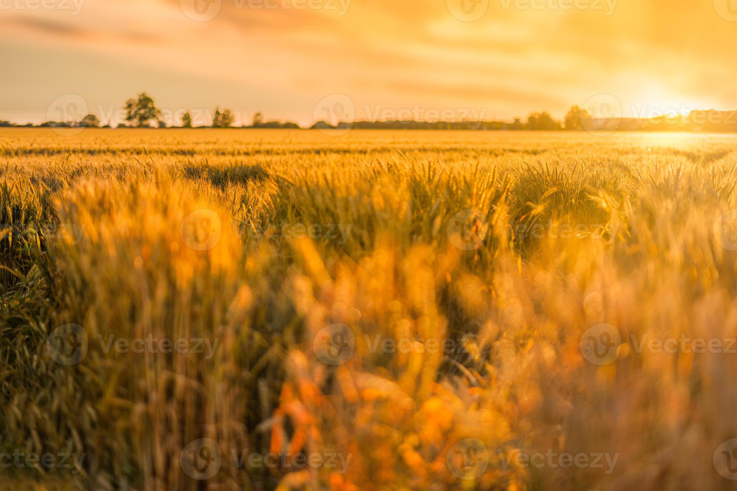 increíble vista de la naturaleza. puesta de sol o amanecer en un campo de centeno con orejas ...