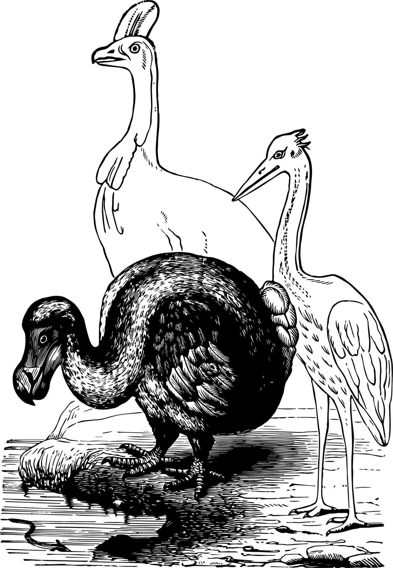 Extinct Birds Vintage Illustration 13503569 Vector Art At Vecteezy