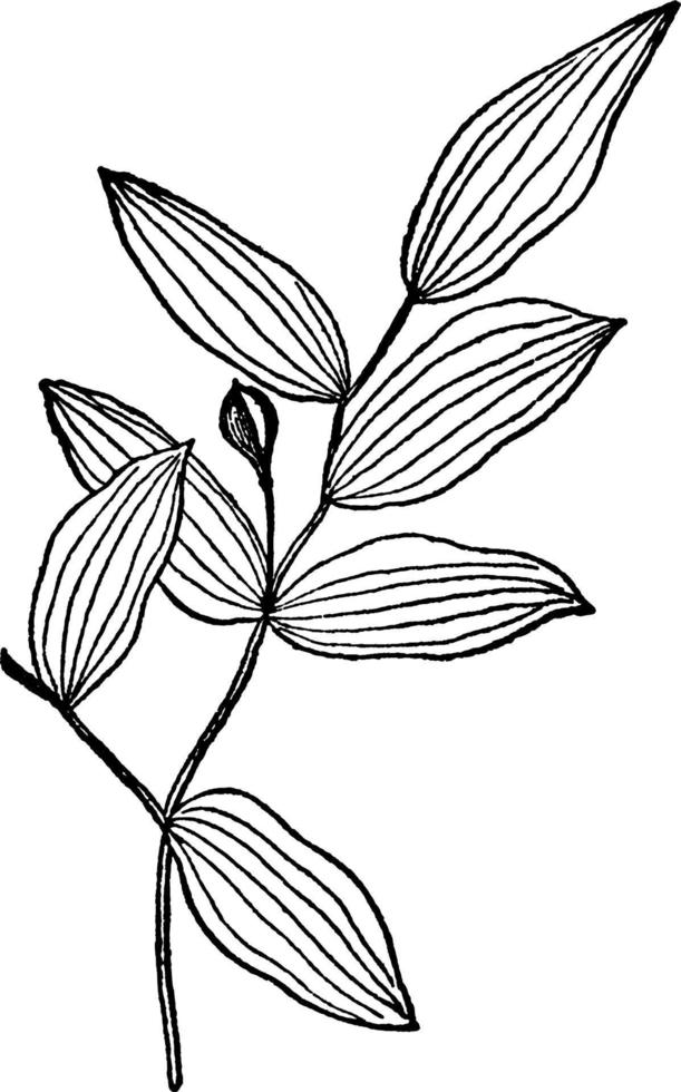 ilustración vintage sésil bellwort. 13510746 Vector en Vecteezy