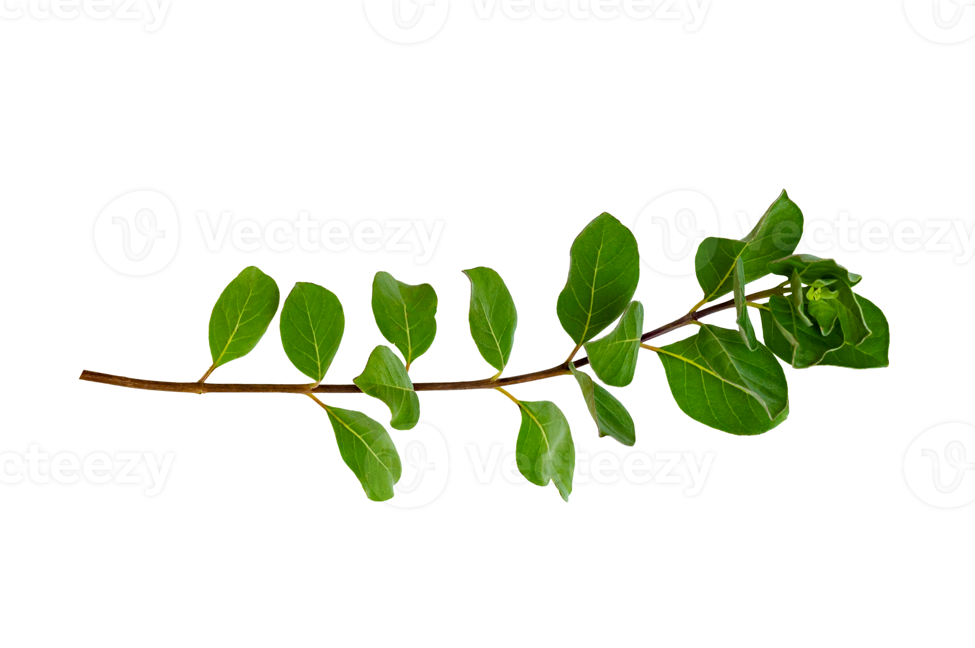 leaf vine Isolate on transparent background PNG file 13530790 PNG leaf vine Isolate on transparent background PNG file 13530790 PNG