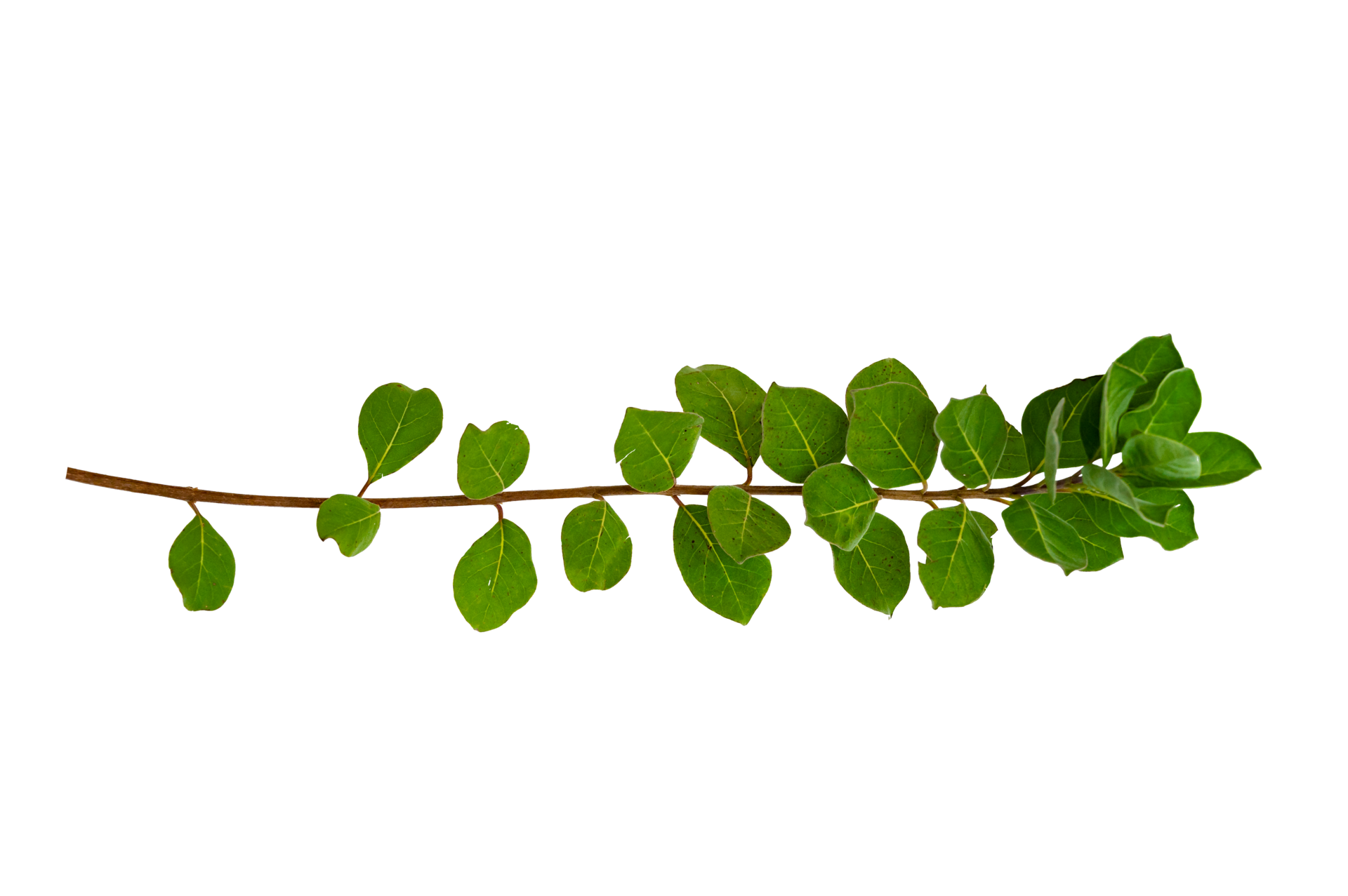 leaf vine Isolate on transparent background PNG file 13530794 PNG leaf vine Isolate on transparent background PNG file 13530794 PNG
