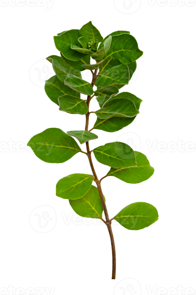 leaf vine Isolate on transparent background PNG file 13530803 PNG leaf vine Isolate on transparent background PNG file 13530803 PNG