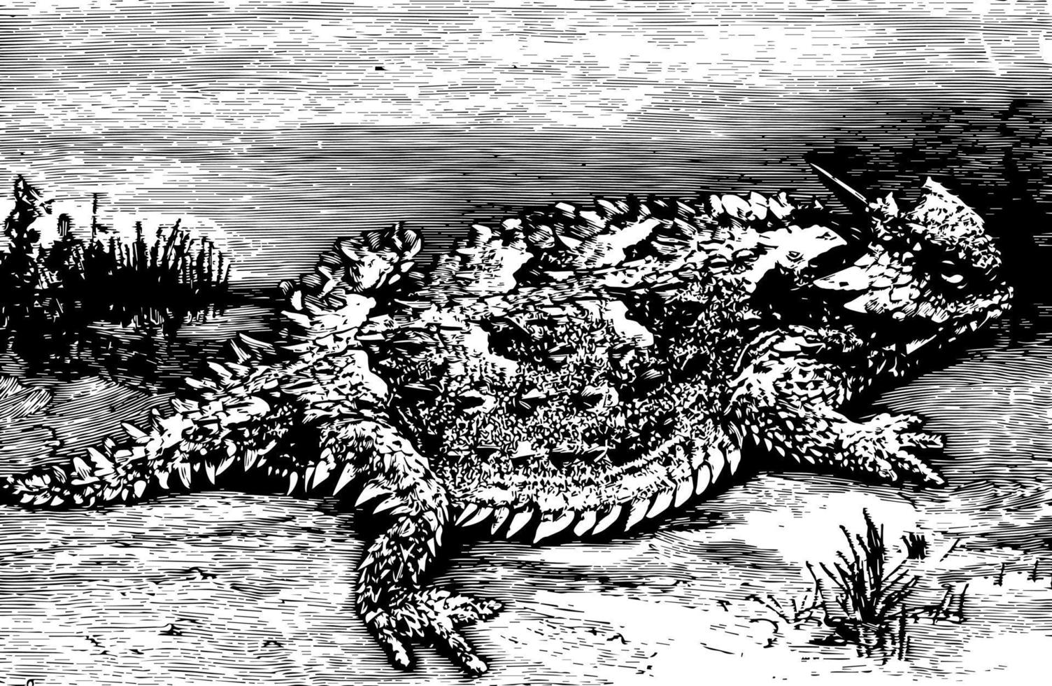Horned Toad, vintage illustration. 13561923 Vector Art at Vecteezy Horned Toad, vintage illustration. 13561923 Vector Art at Vecteezy