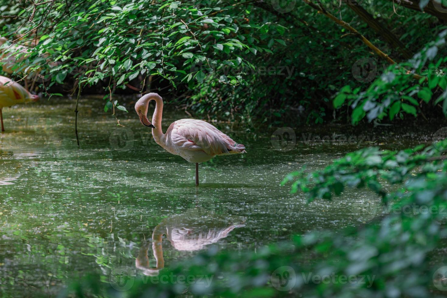 flamenco rosa en el estanque, luz solar suave y reflejo de agua de almejas. parque de animales o ...
