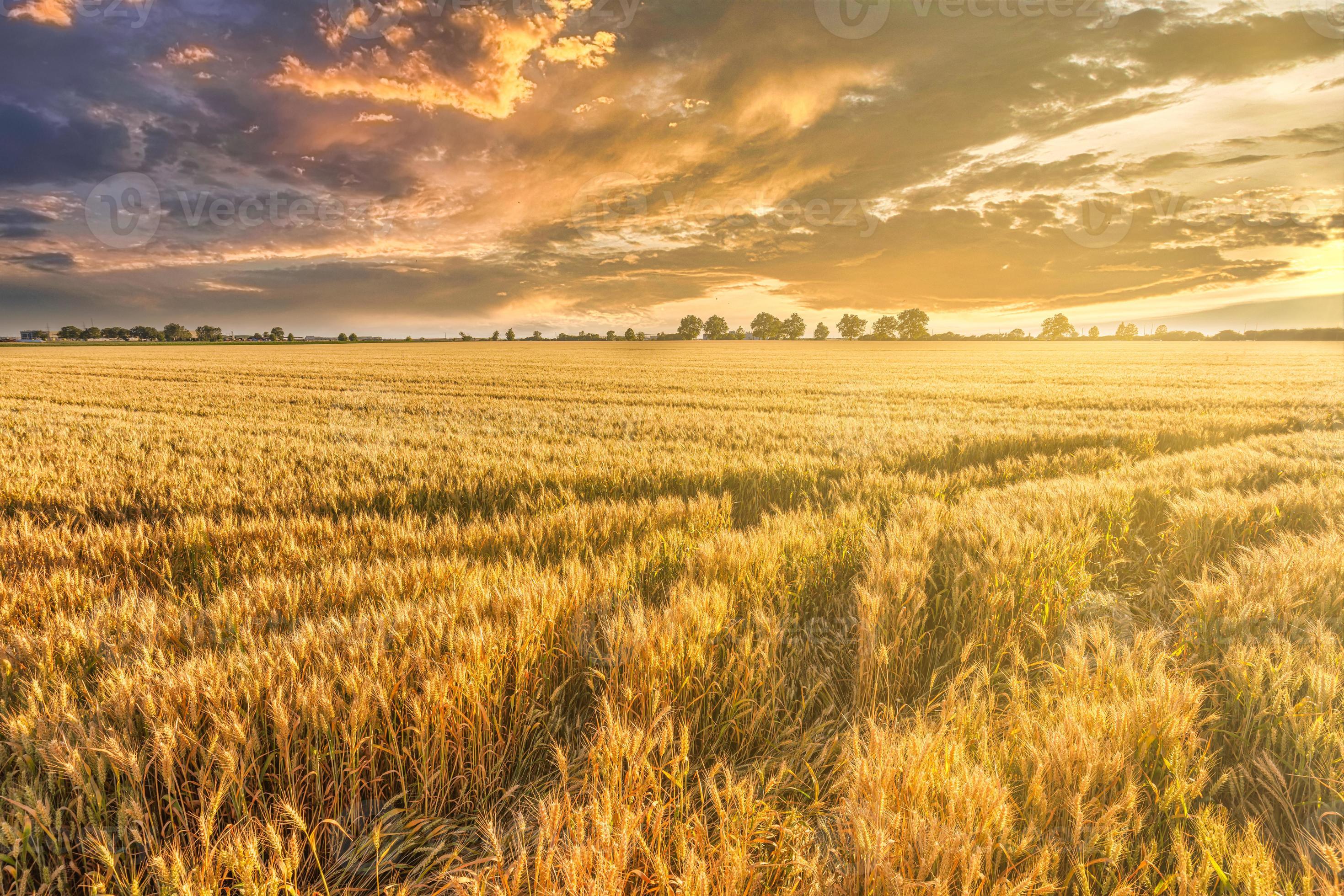 Sunset or sunrise on a rye field with golden ears and a dramatic cloudy sky. Agricultural wheat ...