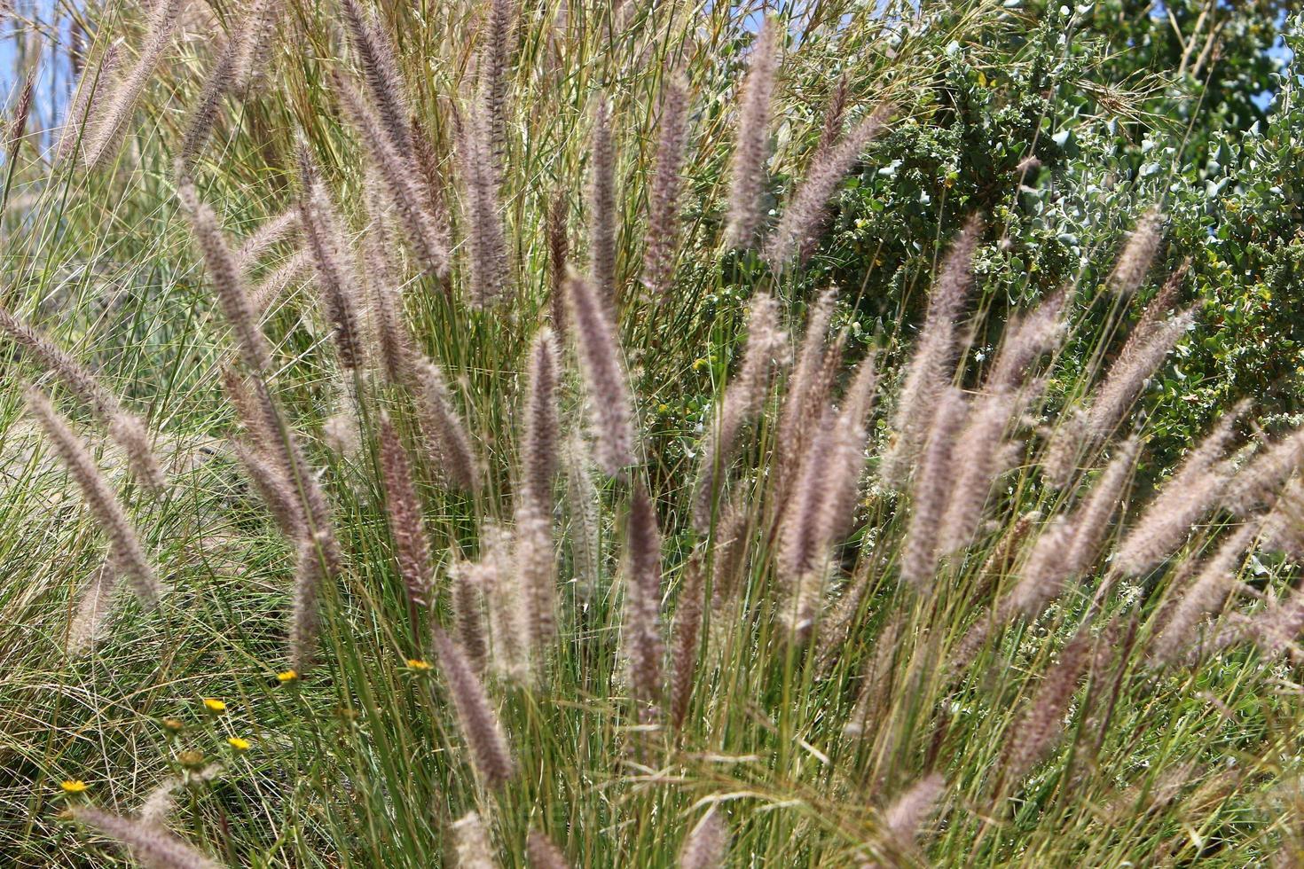 Field spikelets natural dried flowers 80 centimeters high. 13643384 Stock Photo at Vecteezy