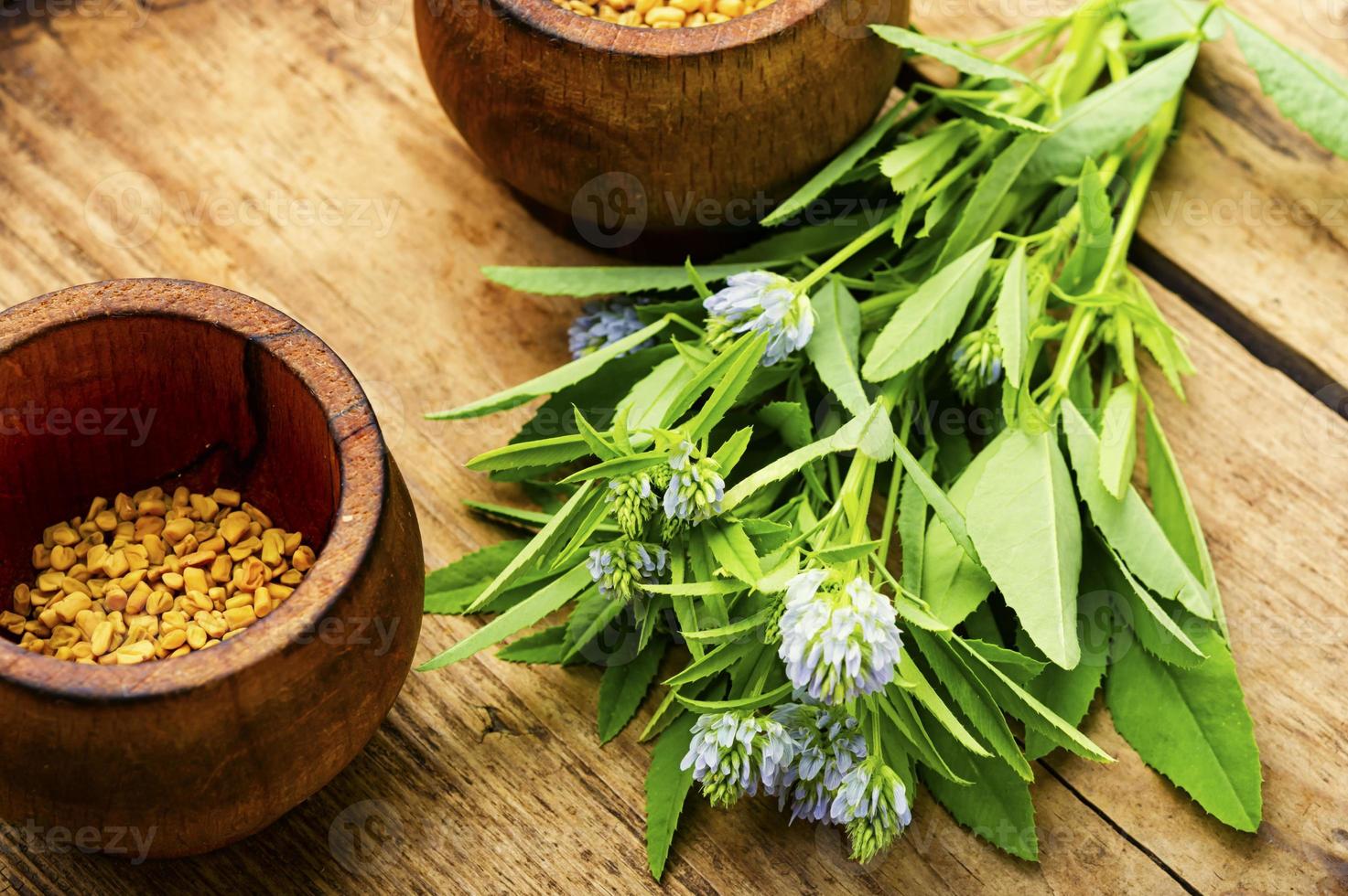 Fenugreek seeds and leaves 13665752 Stock Photo at Vecteezy