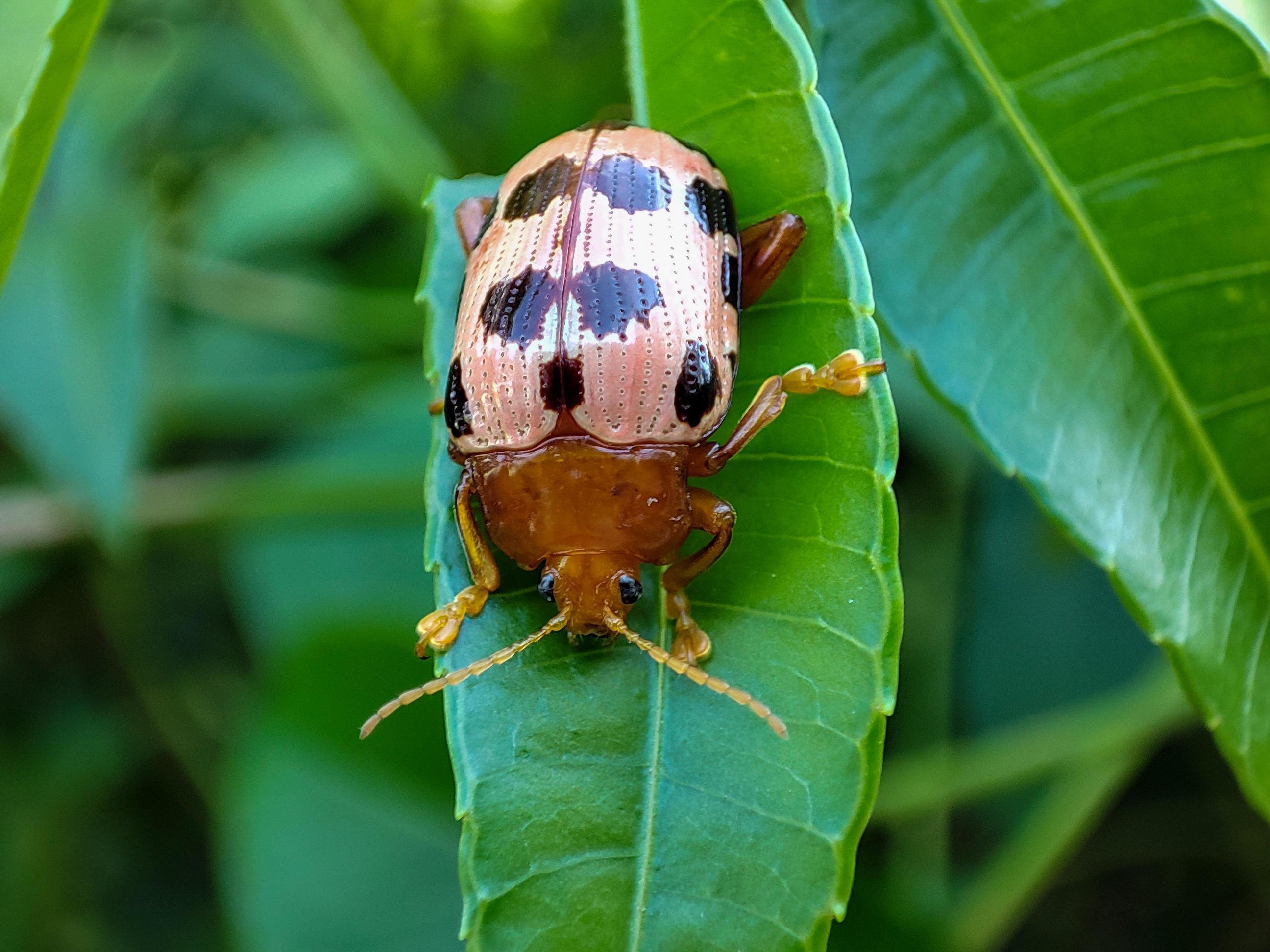 Tan beetle photo on a green leaf. Leaf beetle close-up shot. Tan beetle with dark spots. Insect ...