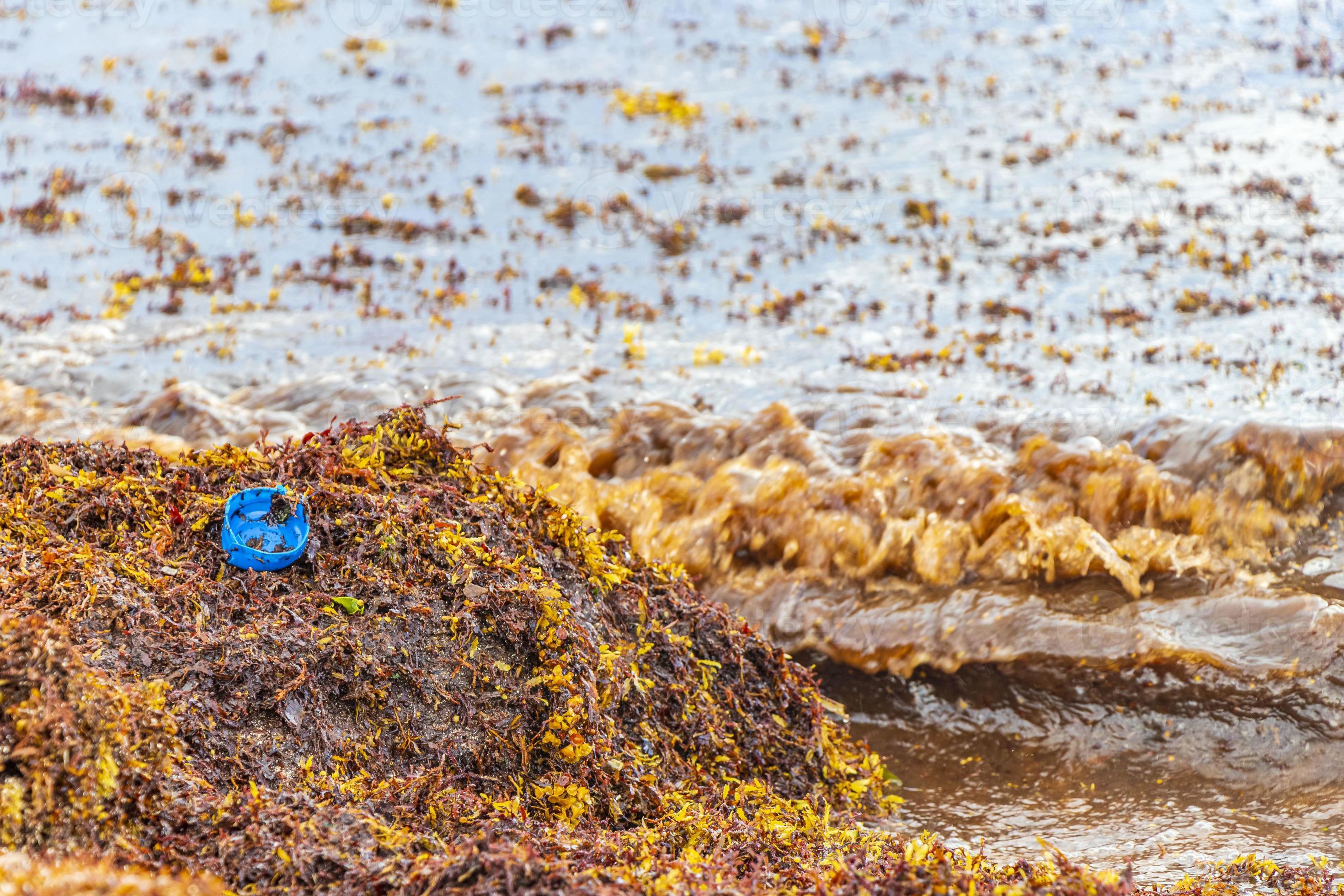 Very disgusting red seaweed sargazo beachwith garbage pollution Mexico ... Very disgusting red seaweed sargazo beachwith garbage pollution Mexico ...