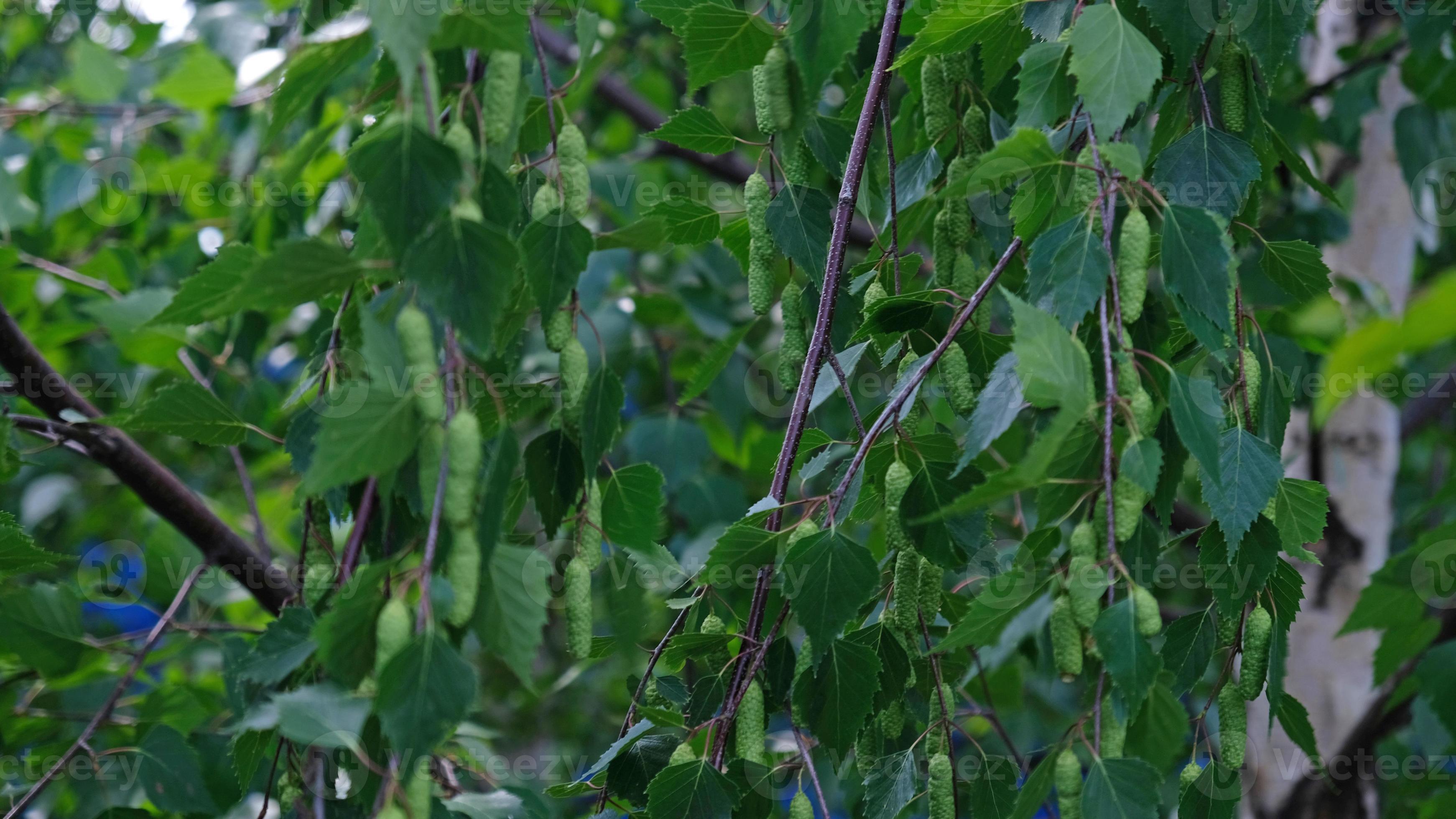 Close-up of Green leaves and catkins birch tree - Betula pendula ... Close-up of Green leaves and catkins birch tree - Betula pendula ...