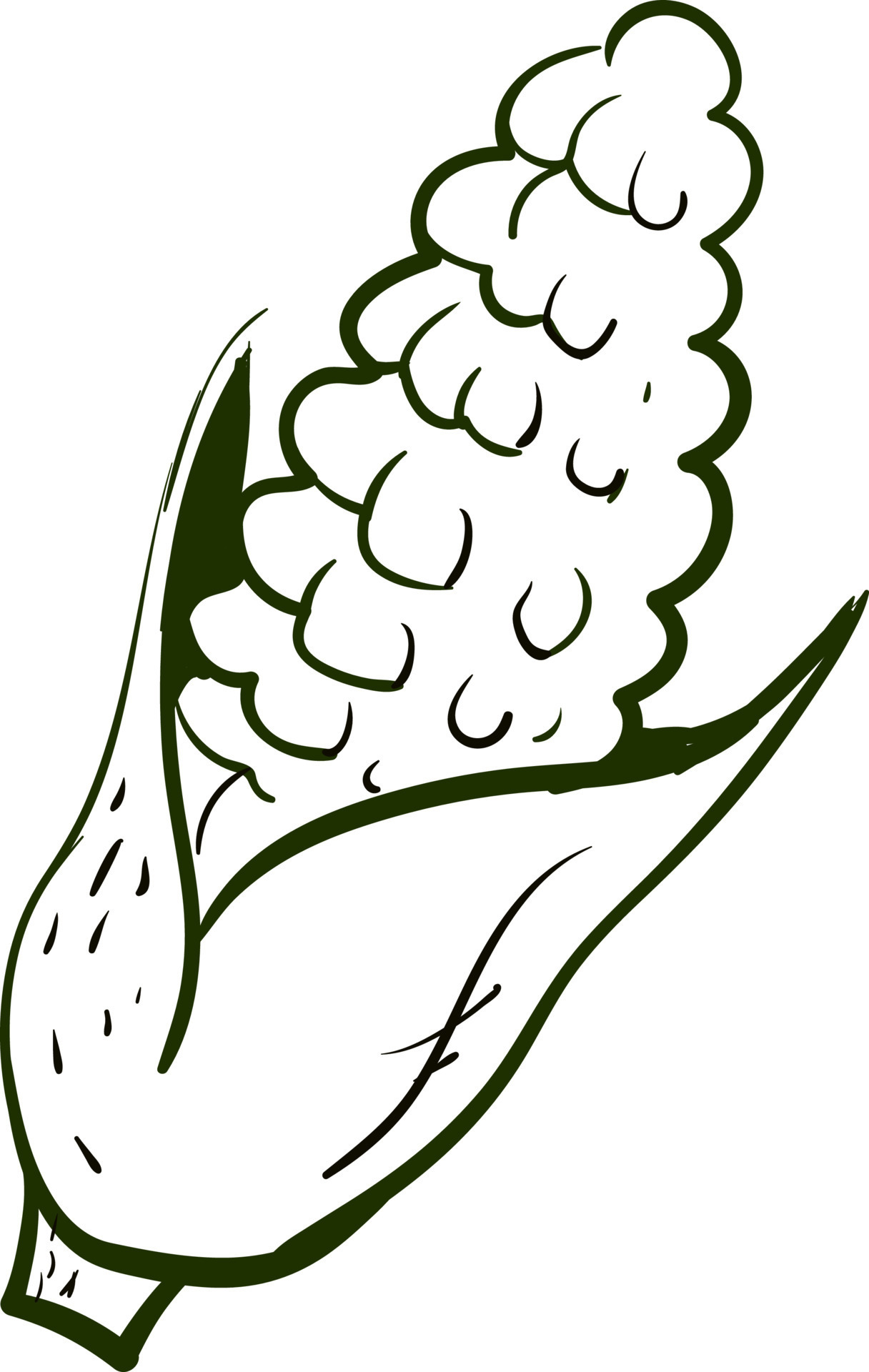 Corn Drawing Illustration Vector On White Background 13674017 Vector Art At Vecteezy