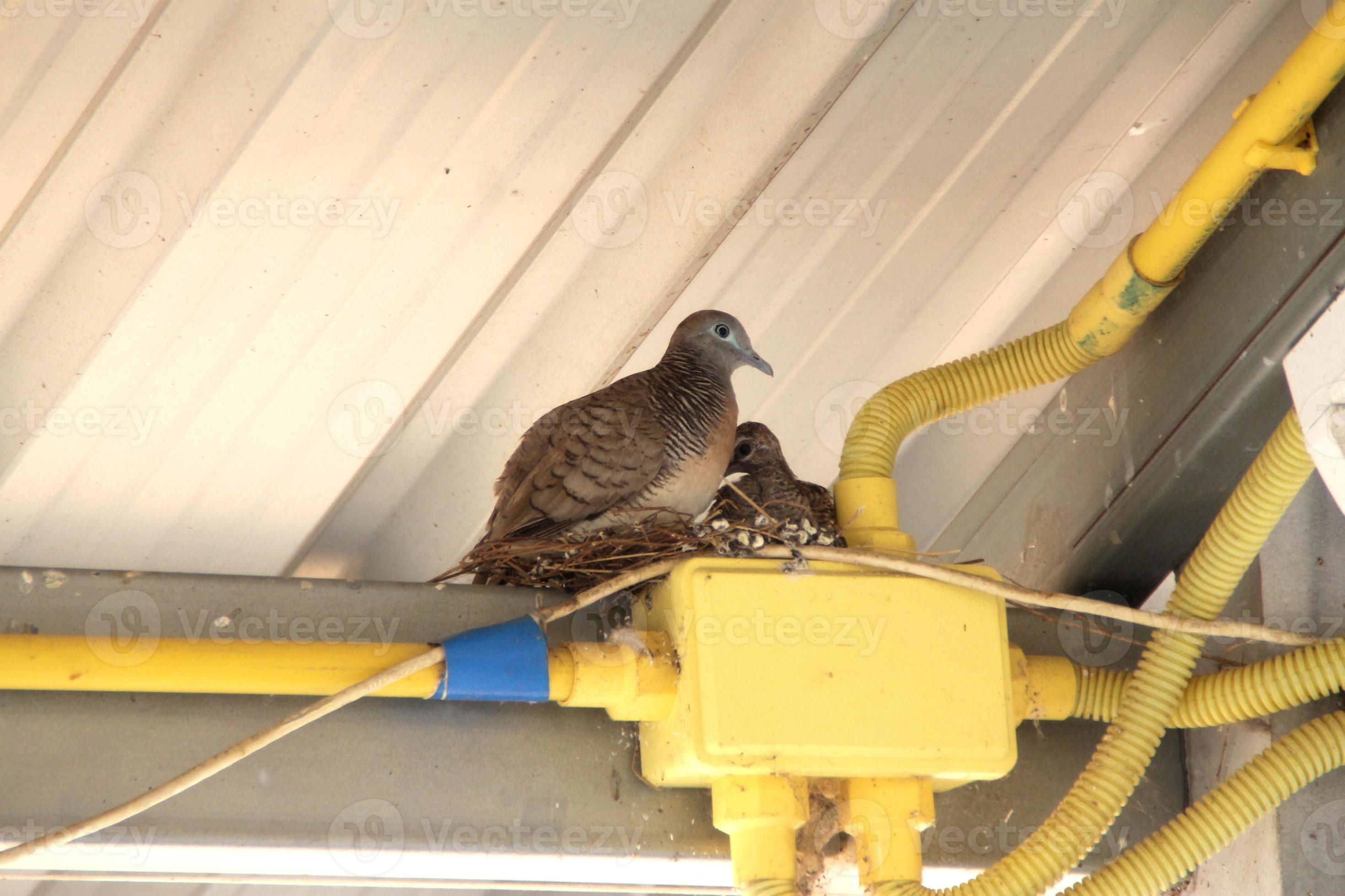 The mother bird and the baby bird nest on the PVC pipe. Yellow PVC pipe, put electrical wires ...