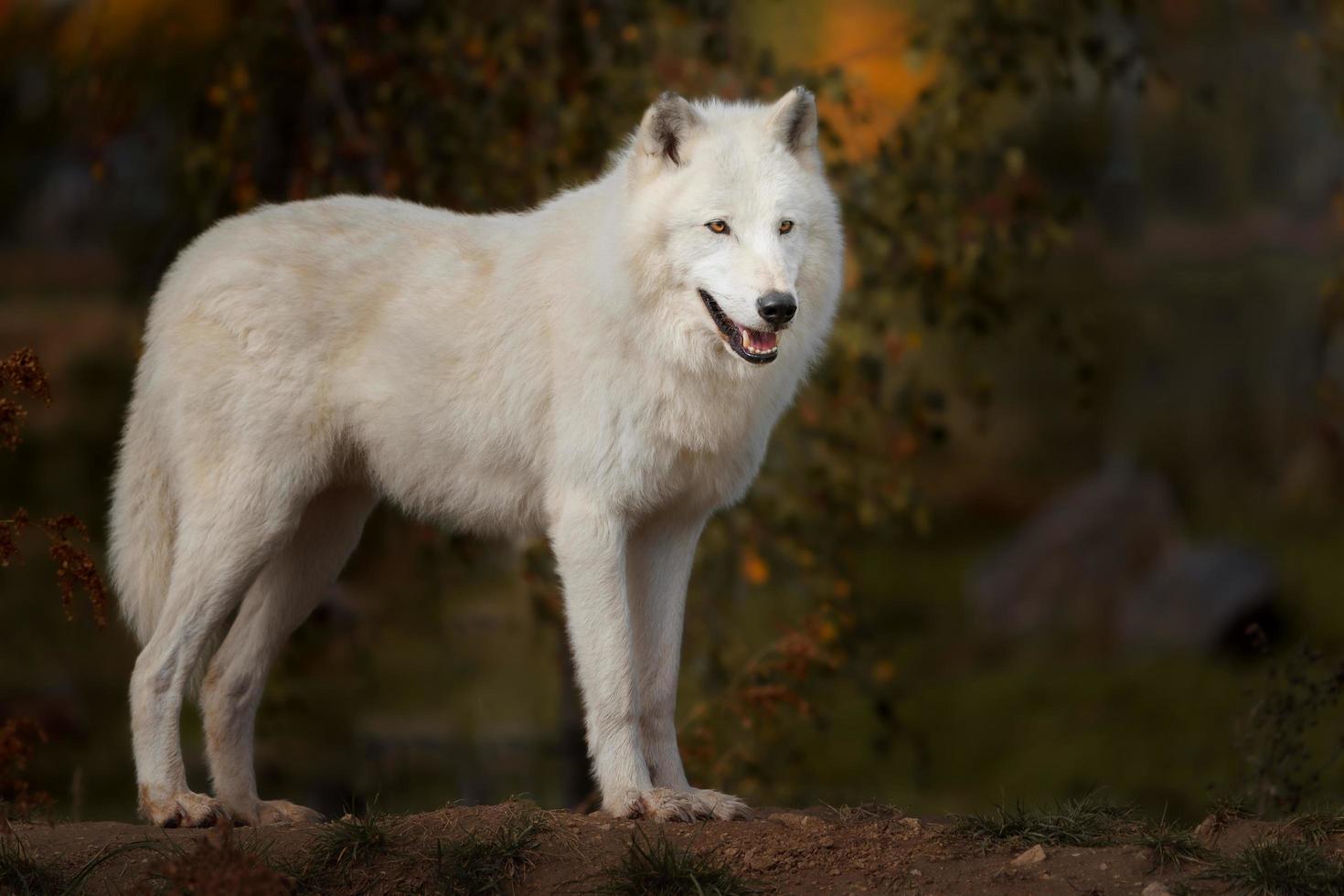 Arctic wolf in autumn 13691359 Stock Photo at Vecteezy