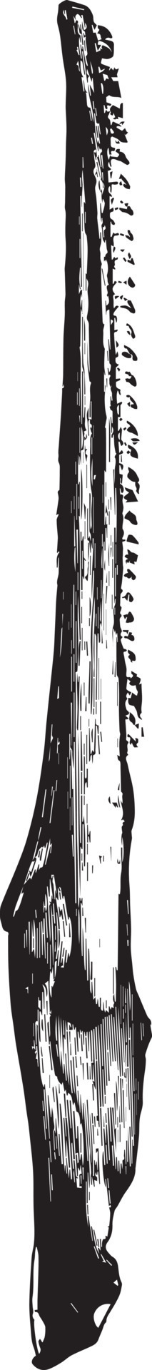 Hesperornis Lower Jaw, vintage illustration. 13720838 Vector Art at ...