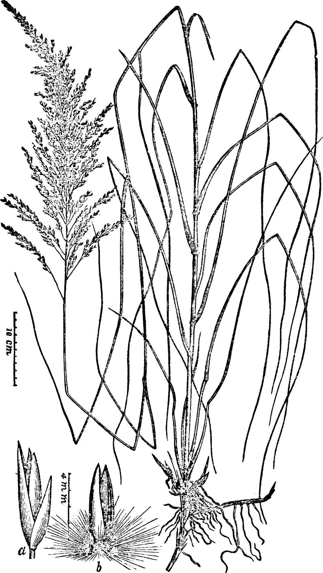Sand Grass Vintage Illustration 13724348 Vector Art At Vecteezy