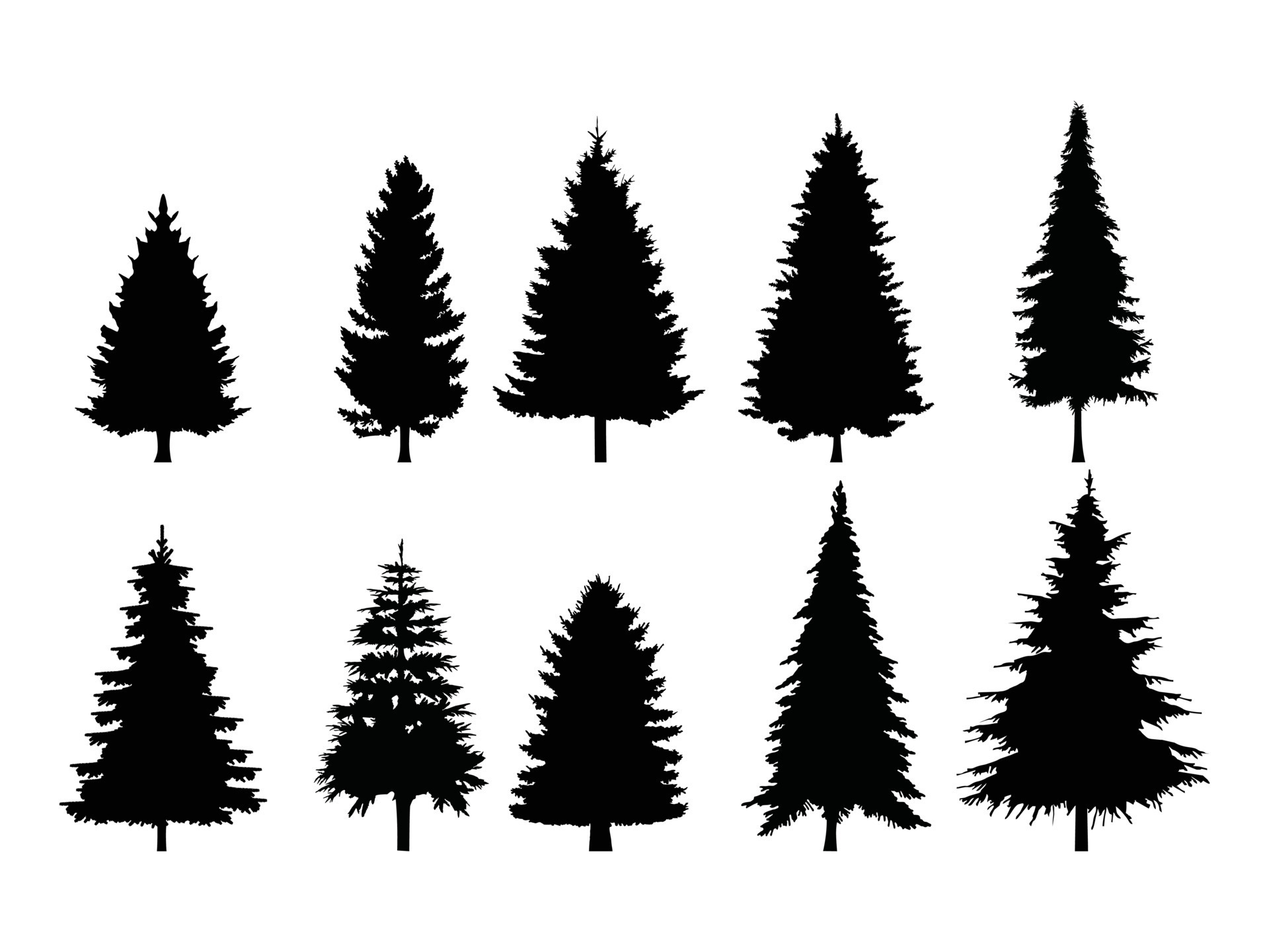 White Pine Tree Vector