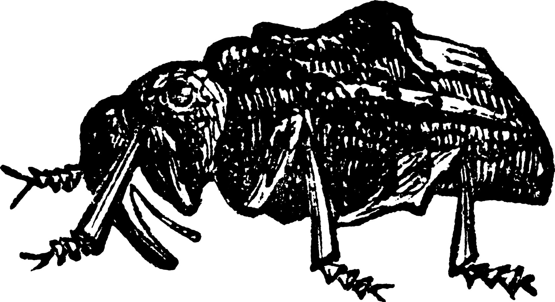 Plum Curculio, vintage illustration. 13732478 Vector Art at Vecteezy Plum Curculio, vintage illustration. 13732478 Vector Art at Vecteezy