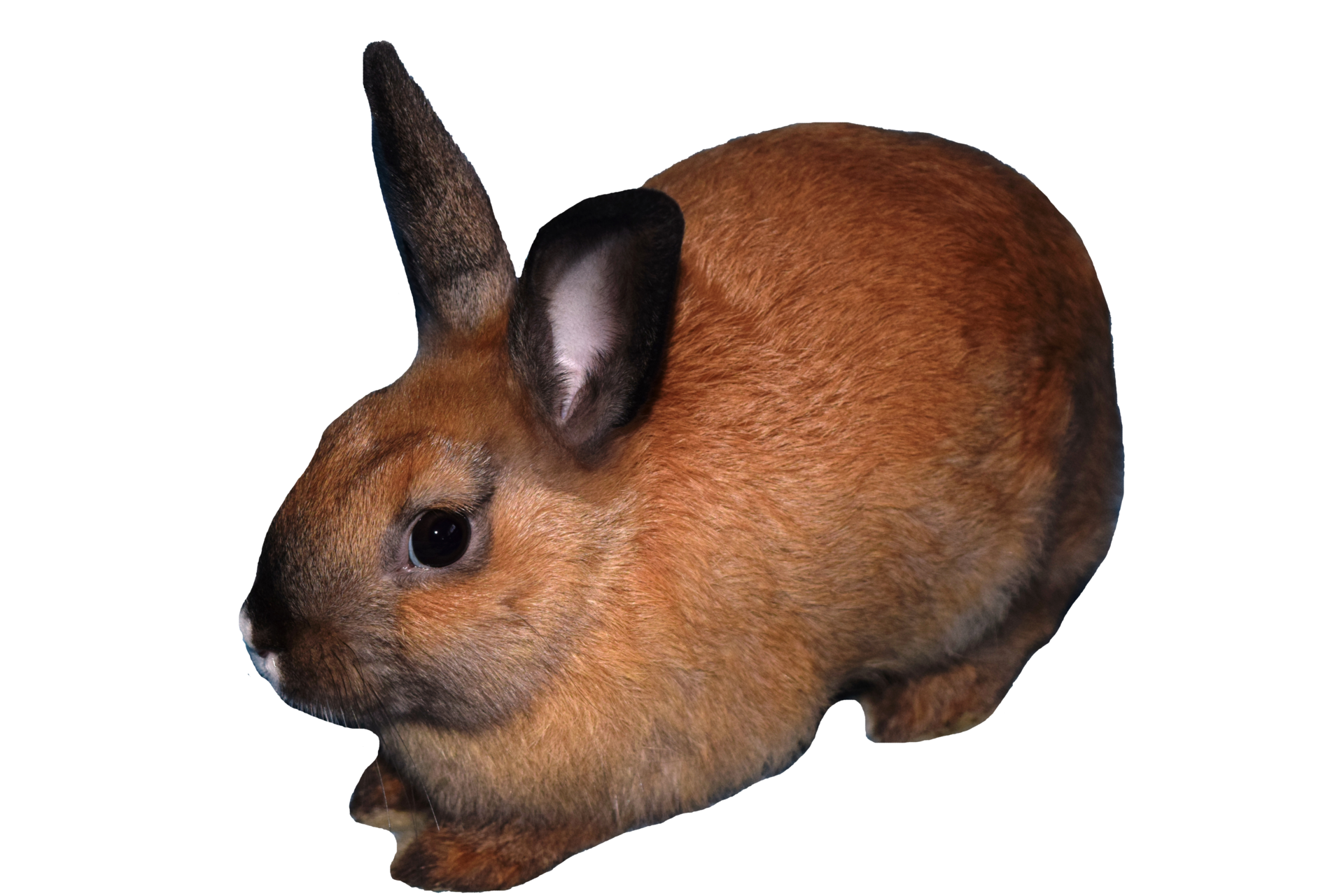a red rabbit on a transparent background 13744452 PNG