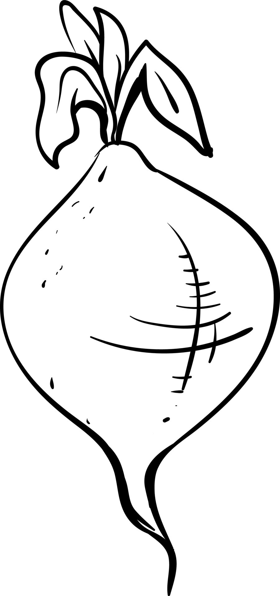 Turnip drawing, illustration, vector on white background. 13756784 ... Turnip drawing, illustration, vector on white background. 13756784 ...