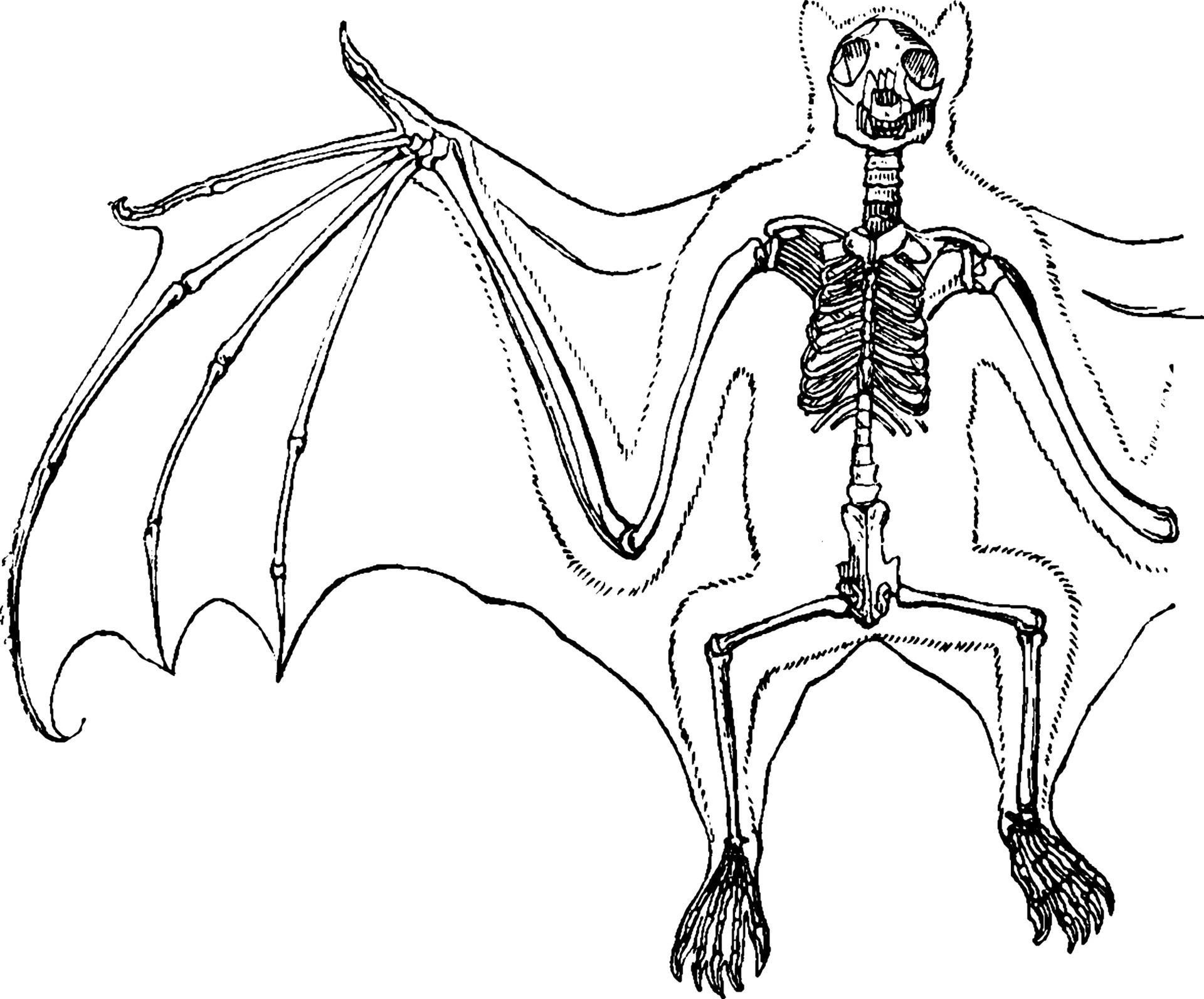 Flying Fox Vintage Illustration 13771530 Vector Art At Vecteezy flying-fox-vintage-illustration-13771530-vector-art-at-vecteezy