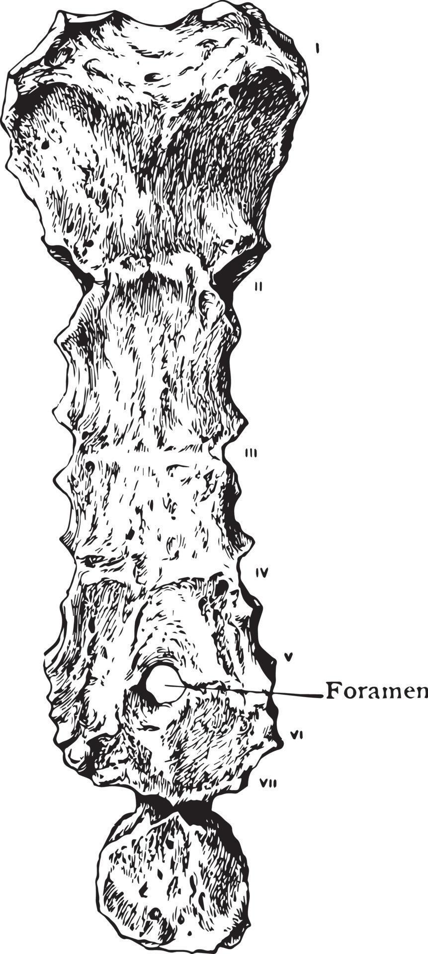 Sternum Showing Foramen, vintage illustration. 13777109 Vector Art at Vecteezy