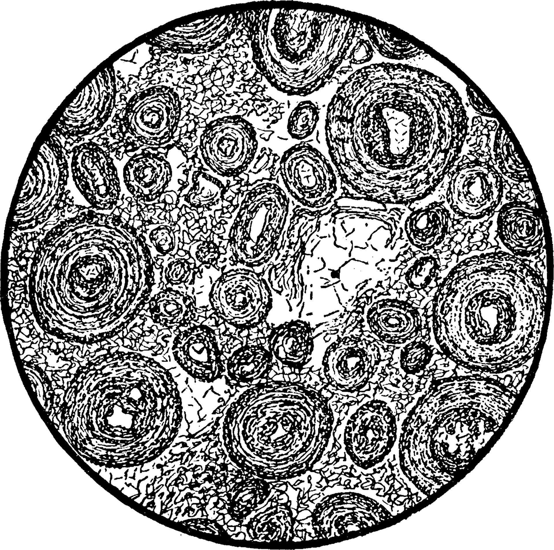 Jurassic Oolite Vintage Illustration 13778396 Vector Art At Vecteezy