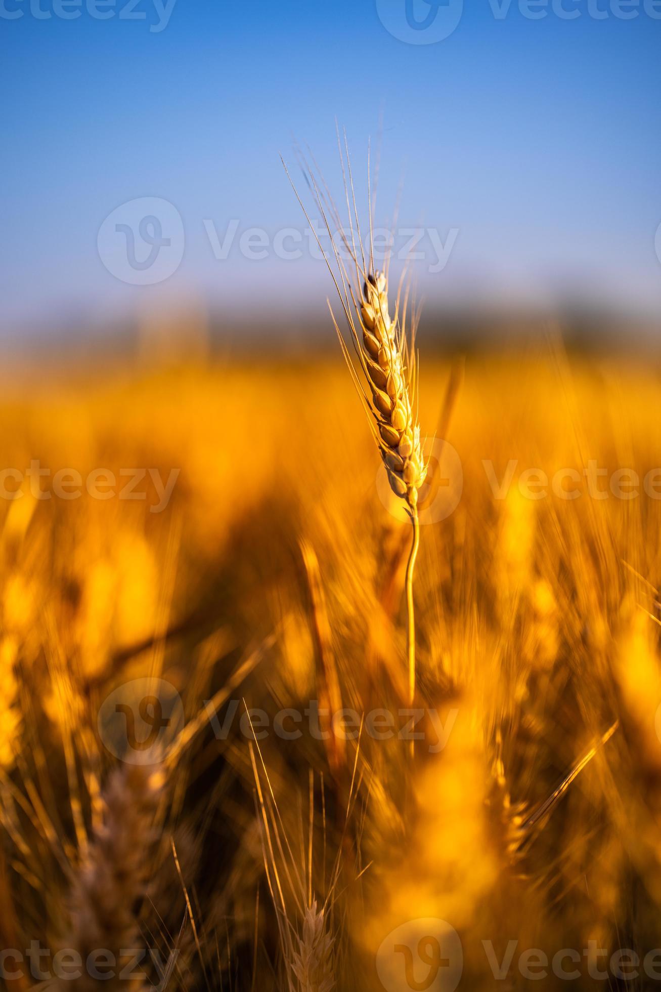 Wheat field sunset. Ears of golden wheat closeup. Rural scenery under shining sunlight. Close-up ...