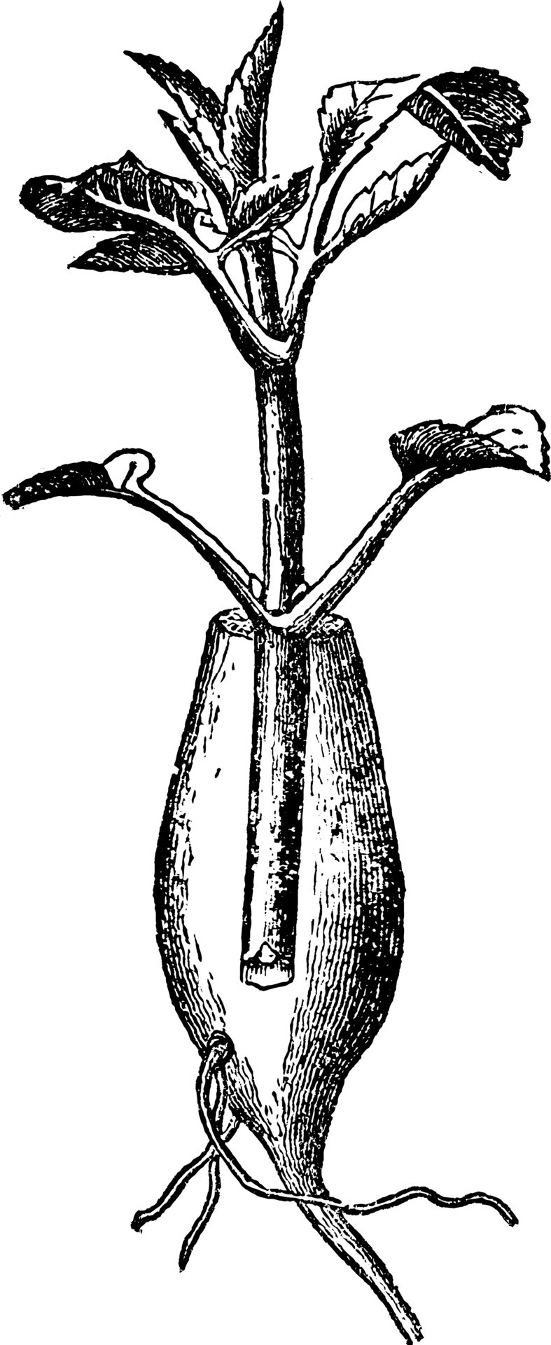 Root-Grafting, vintage illustration. 13813923 Vector Art at Vecteezy Root-Grafting, vintage illustration. 13813923 Vector Art at Vecteezy
