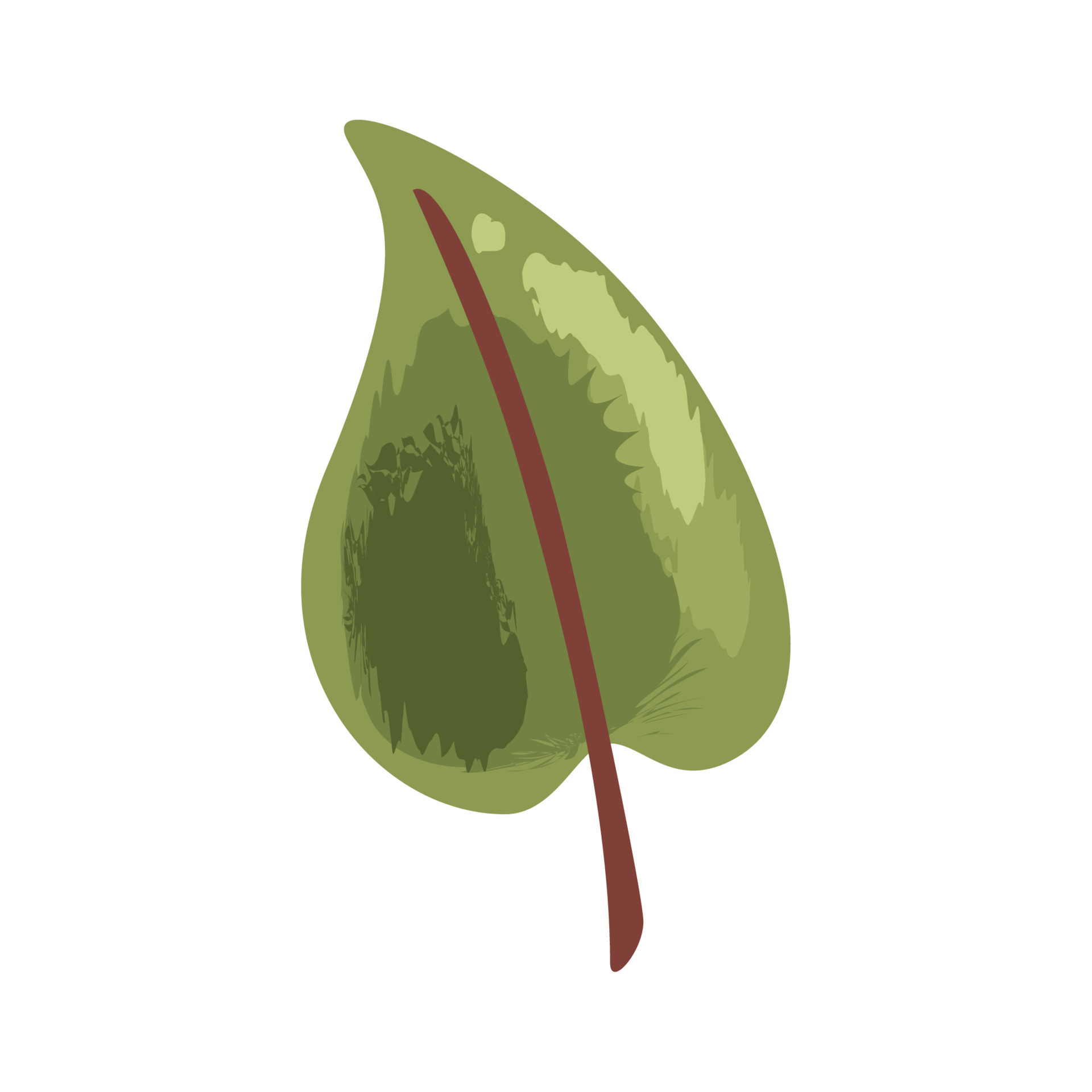 Leaf Plant Foliage 13815157 Vector Art At Vecteezy
