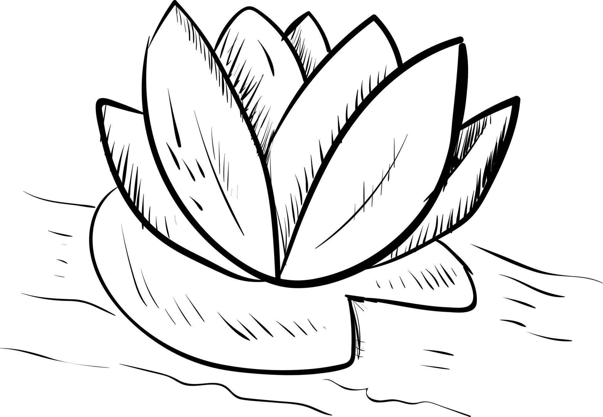 Water Lily Sketch Illustration Vector On White Background 13820912 Vector Art At Vecteezy