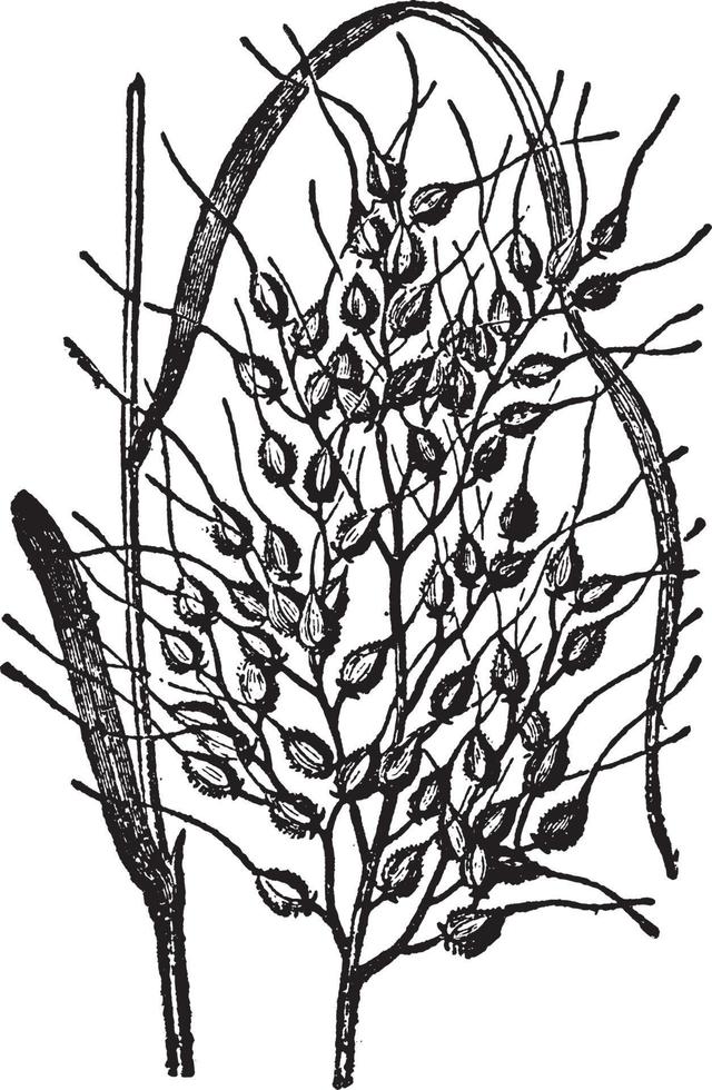 Rice Vintage Illustration 13821141 Vector Art At Vecteezy