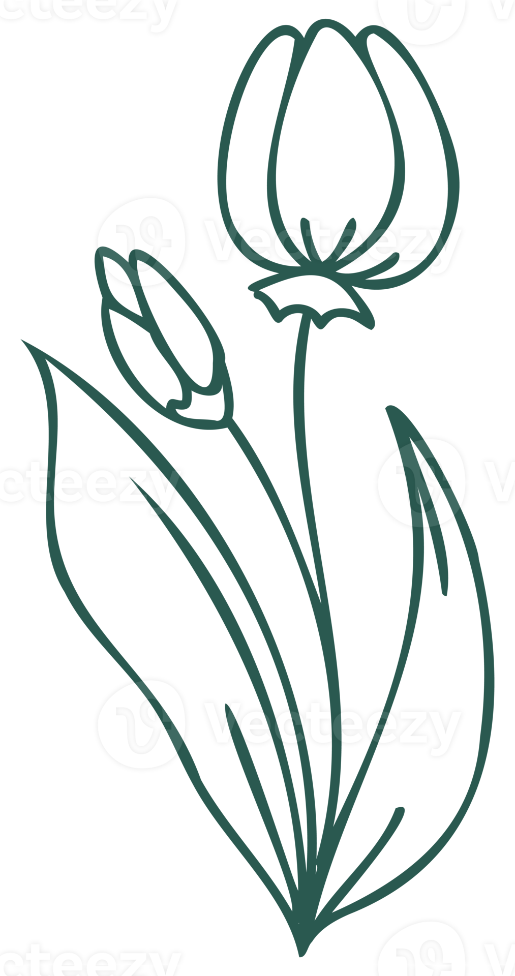 Floral Line Art Linear Botanical Design Element Flower Drawings With