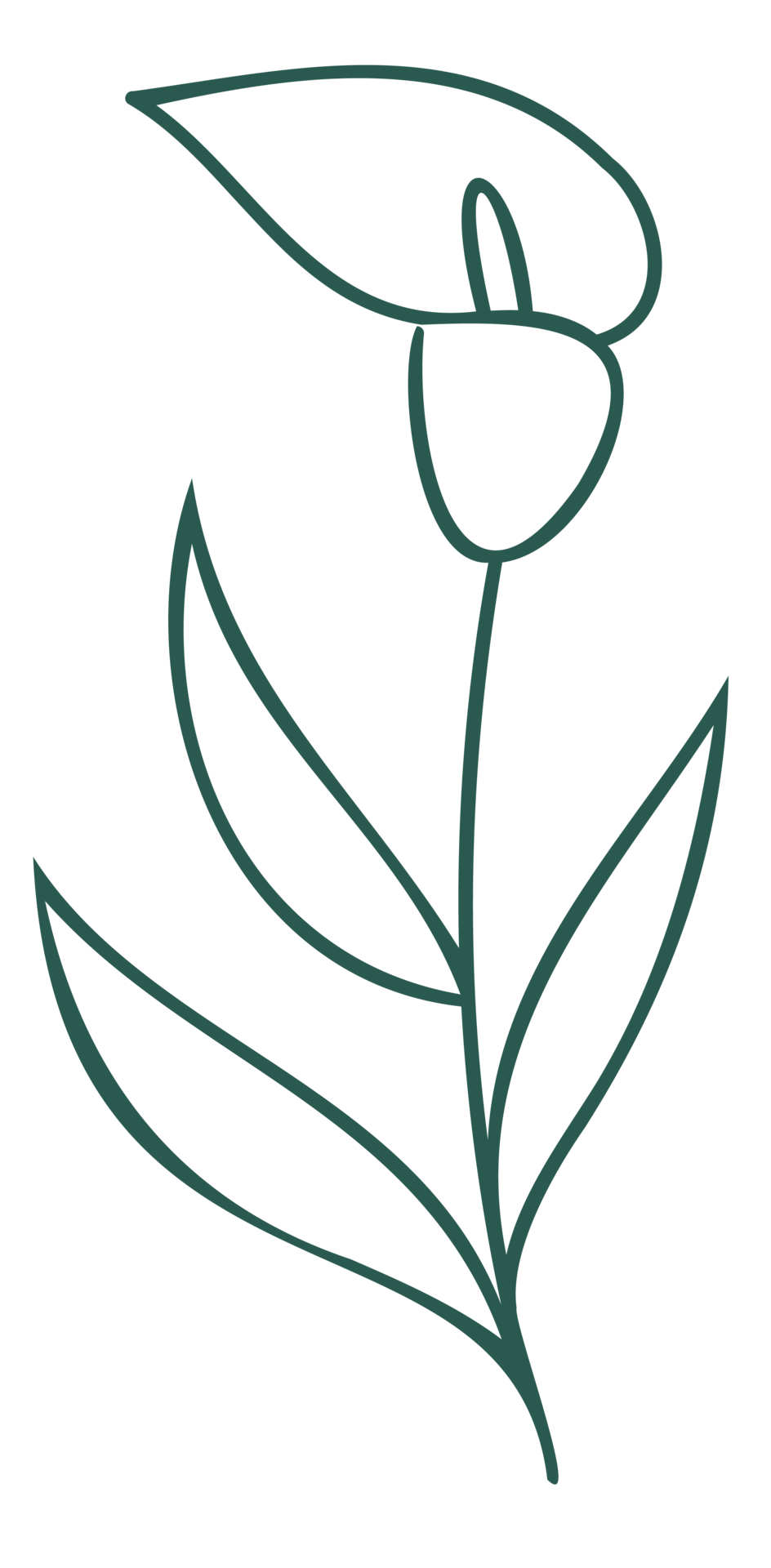 Floral Line Art Linear Botanical Design Element Flower Drawings With Thin Line Collection Of