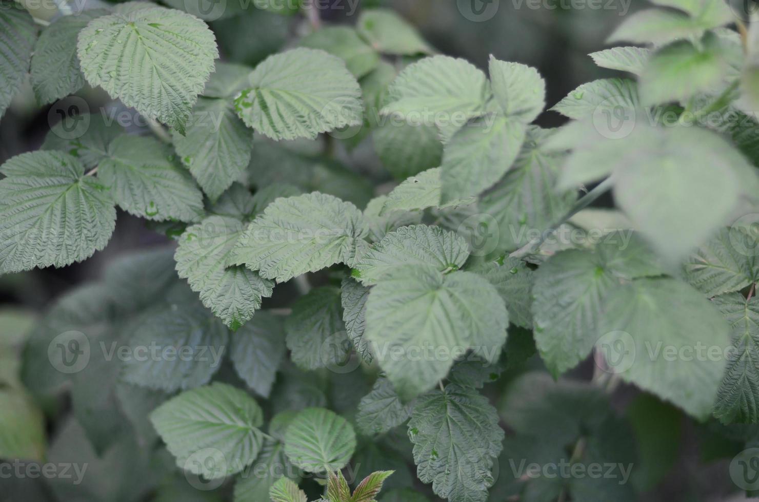 Photo of a few green leaves from a raspberry bush. Growing bush of ...