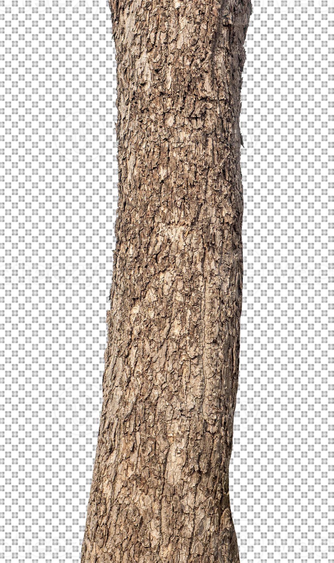 Trunk of a Tree Isolated On transparent Background 13842200 Stock Photo at Vecteezy
