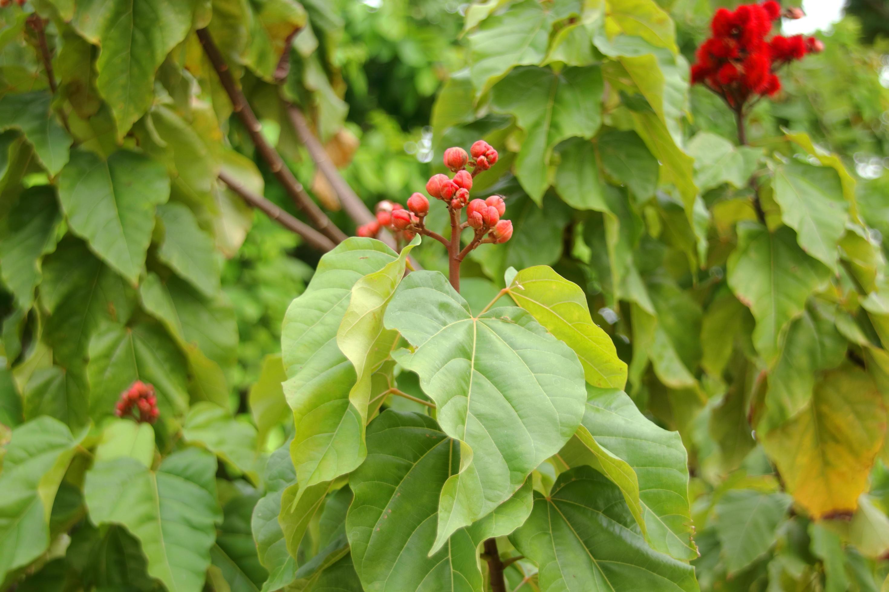 Dark red buds on branch and green leaves of achiote tree or annatto tree and blur background ...